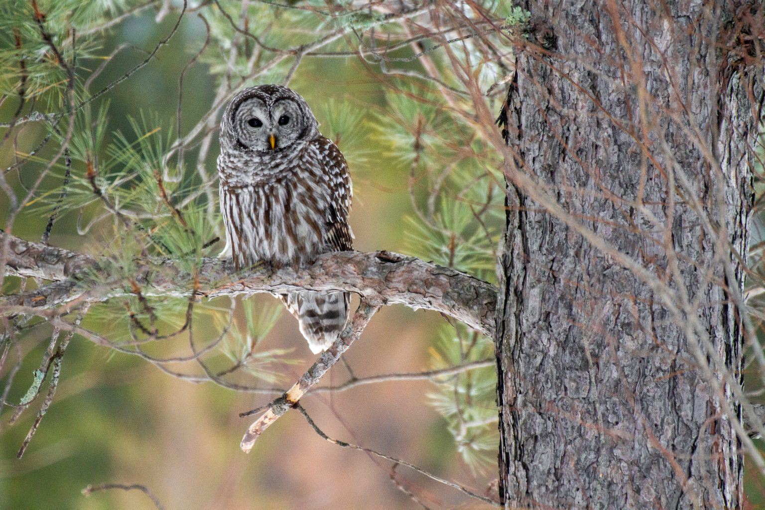 Yellow-bellied Bog Trail : Friends of Sax-Zim Bog