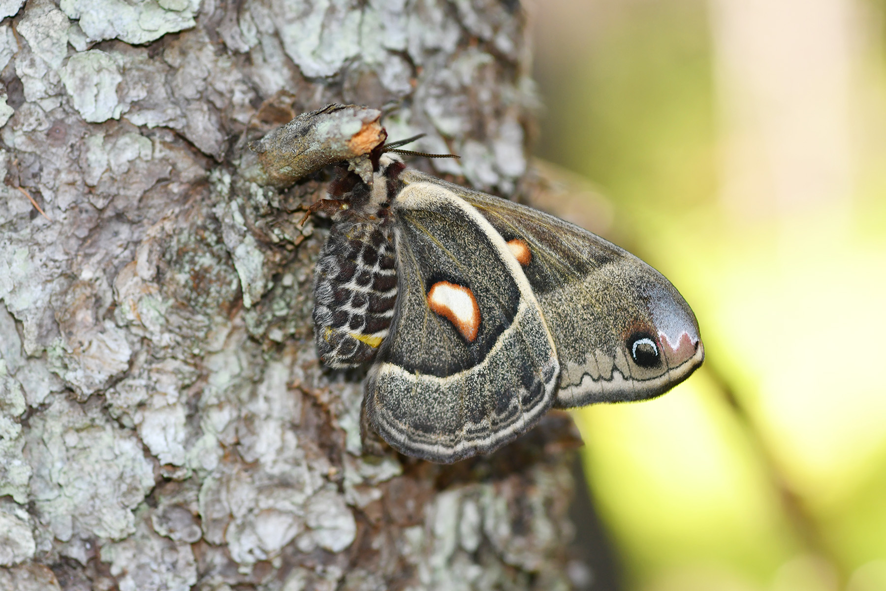 Blue Dasher Bog Trail : Friends of Sax-Zim Bog