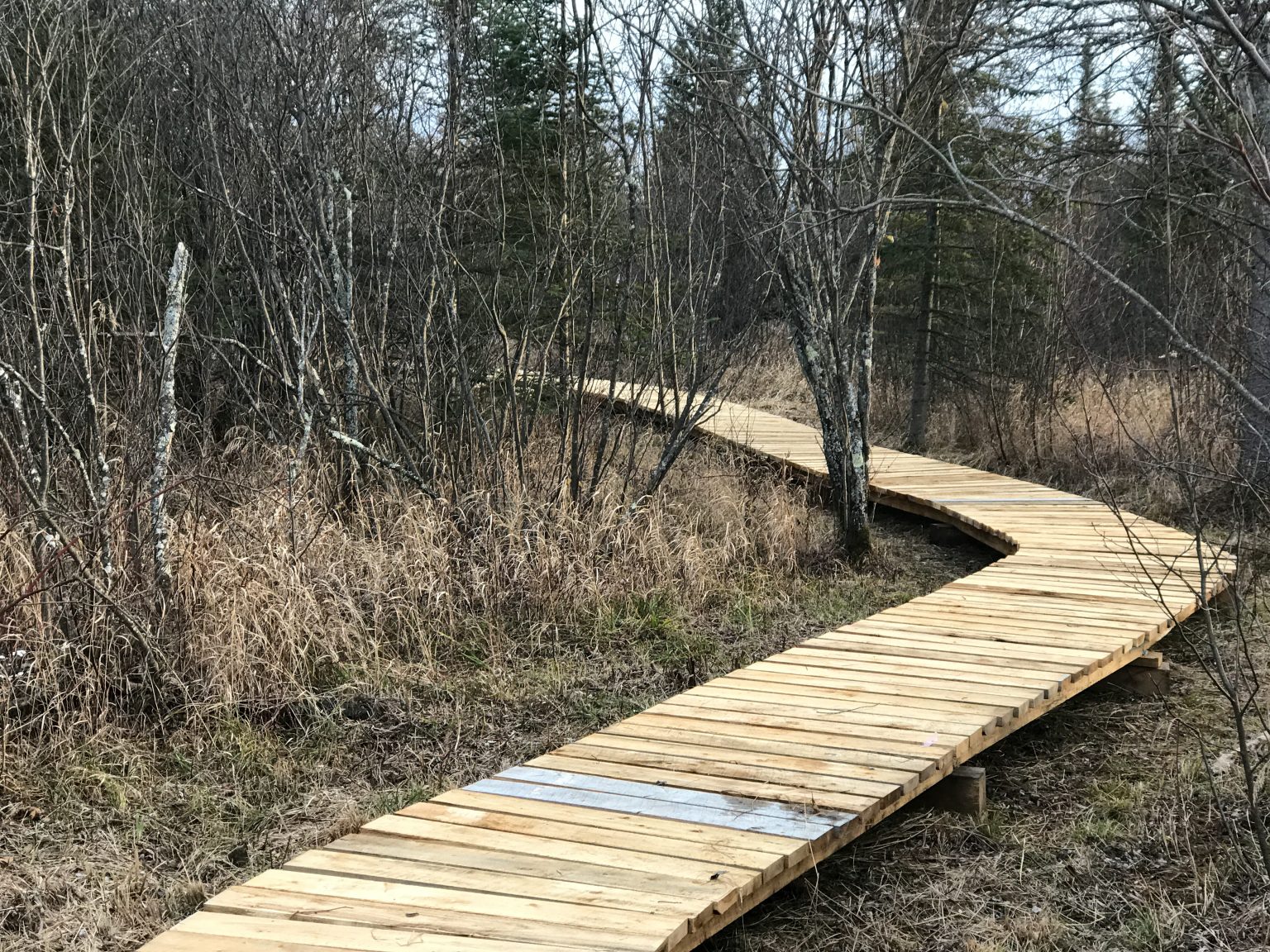 Auggie’s Bogwalk : Friends of Sax-Zim Bog