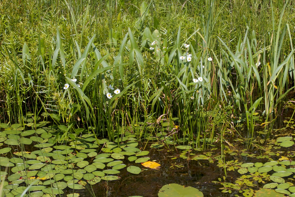 Blue Dasher Bog Trail : Friends of Sax-Zim Bog