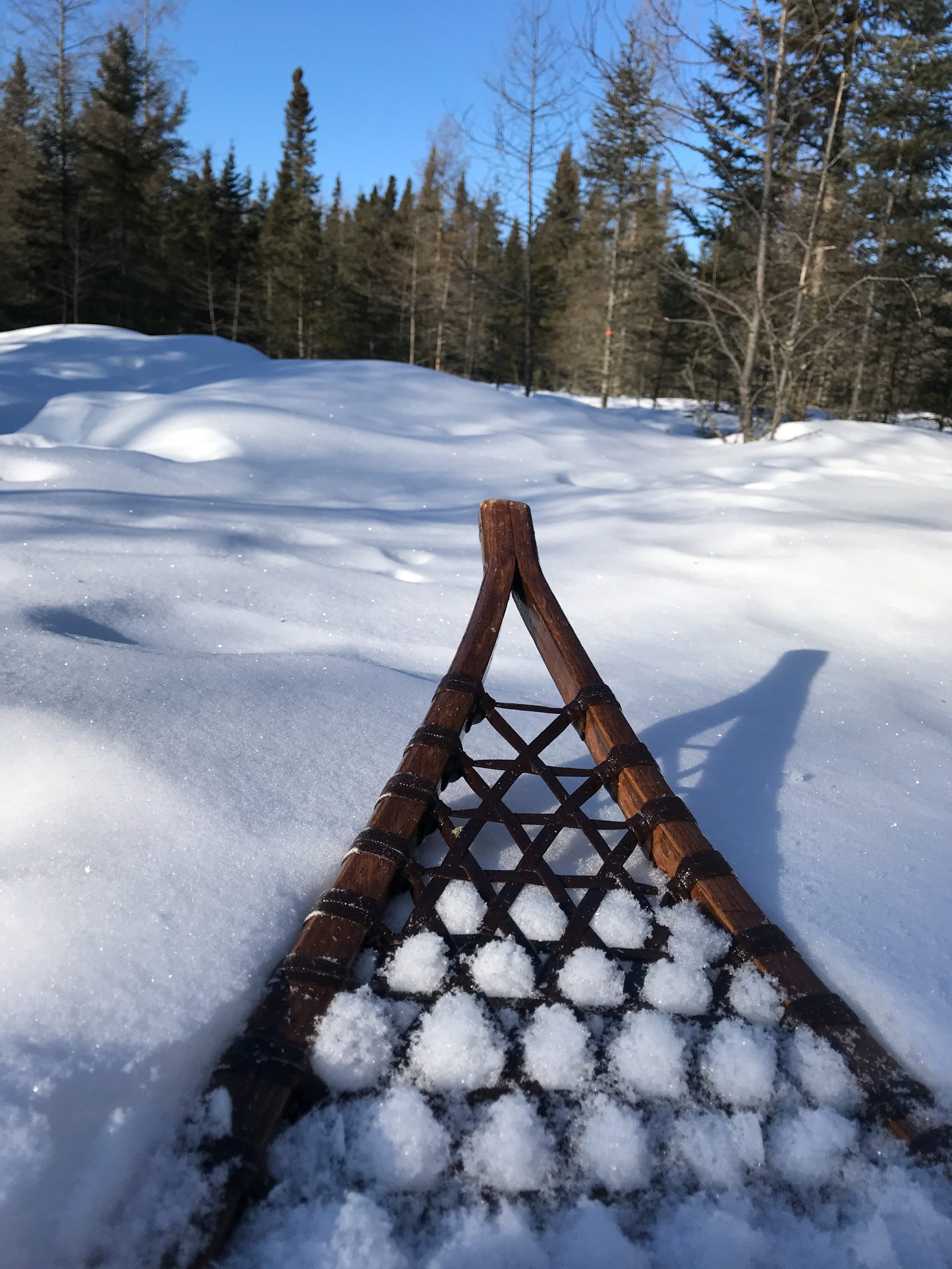 Yellow-bellied Bog Trail : Friends of Sax-Zim Bog