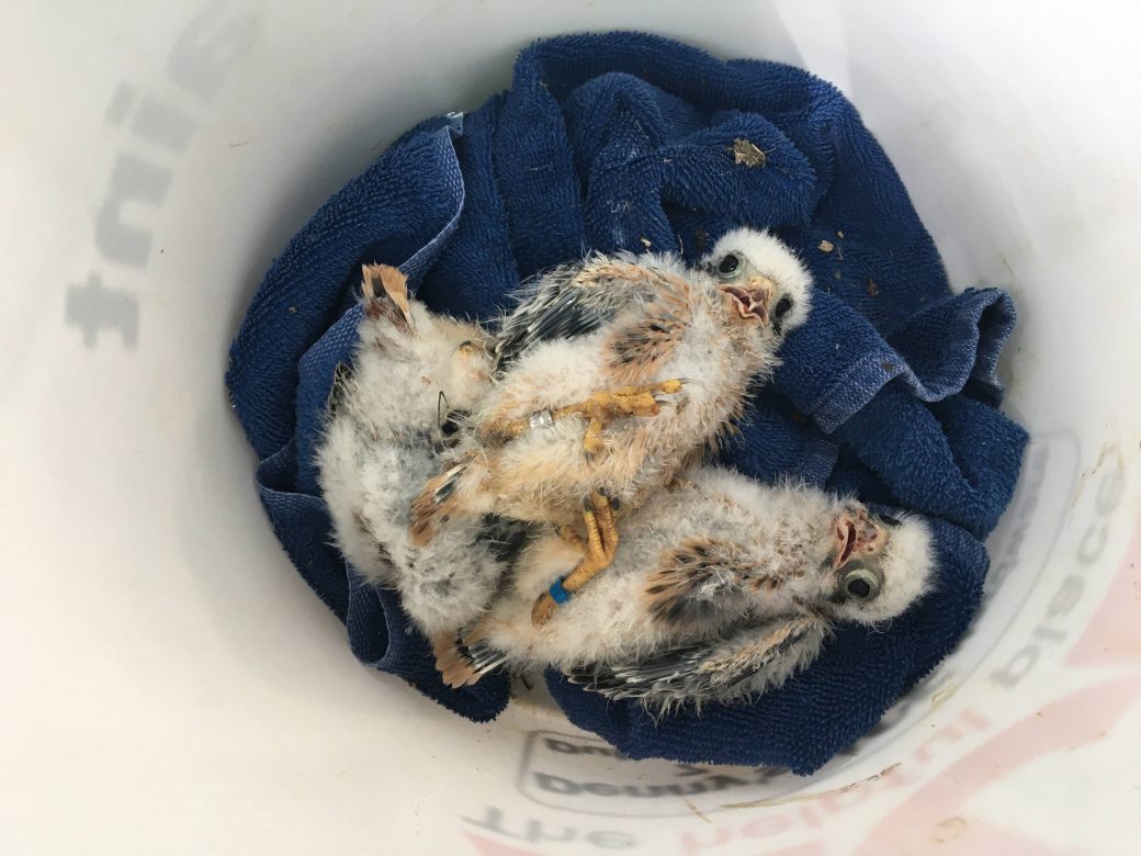 American Kestrel Nest Box Project Year 7: Surprises, successes, and ...